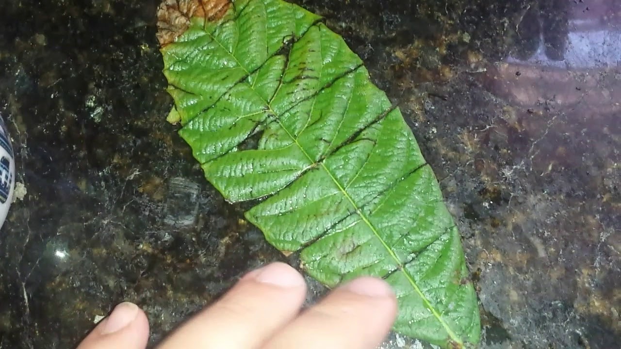 Te' tan-Naspli (Loquat tea) - YouTube