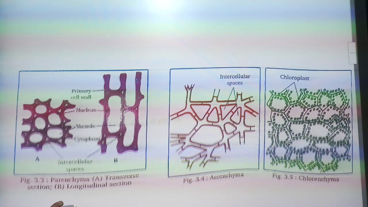 Class 9th Plants Tissue 2 simple Permanent Tissue YouTube class-9th-plants-tissue-2-simple-permanent-tissue-youtube