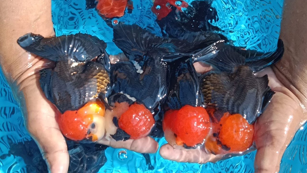 Best Quality Goldfish for you - The high quality goldfish - YouTube