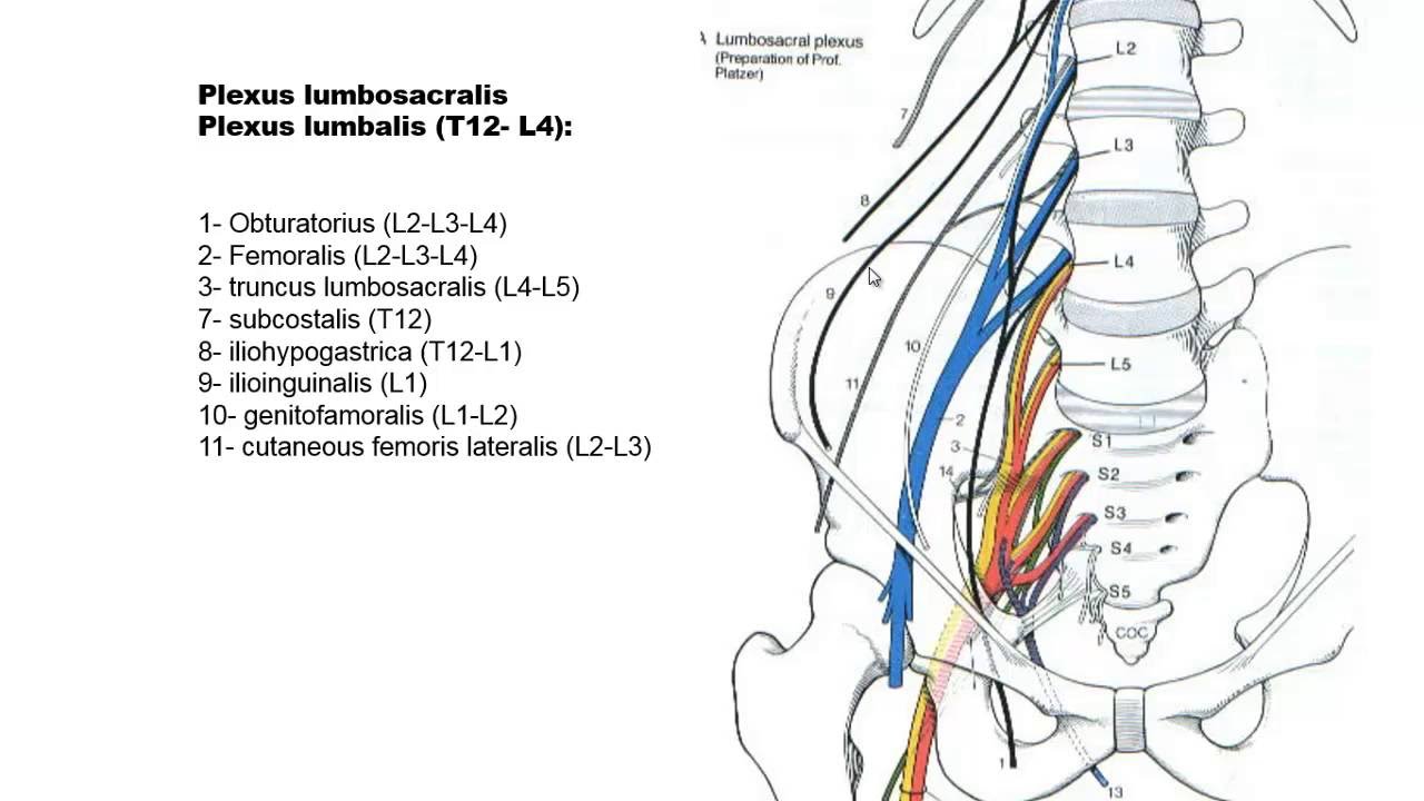 Nervus Femoralis Verlauf Ste Funktion Lsion Kenhub Nervus Femoralis