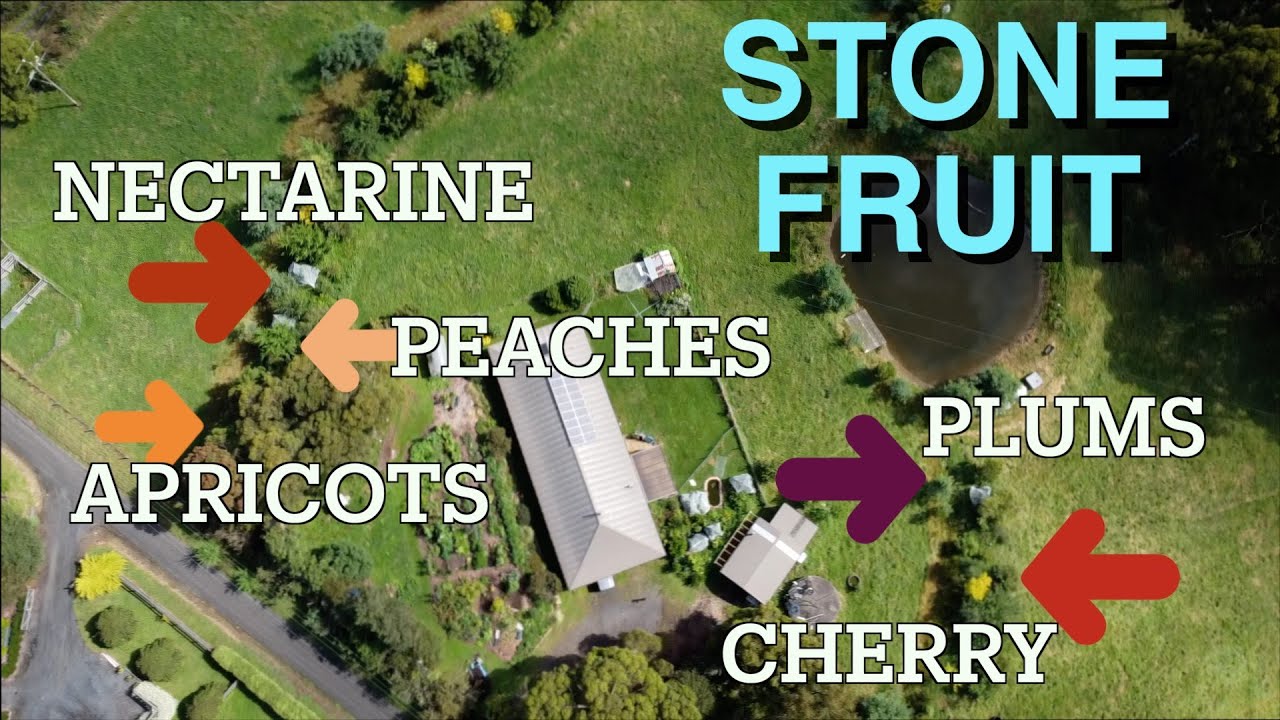 Netting a Peach Tree, Thinning a Plum and Checking out the Rest of the ...