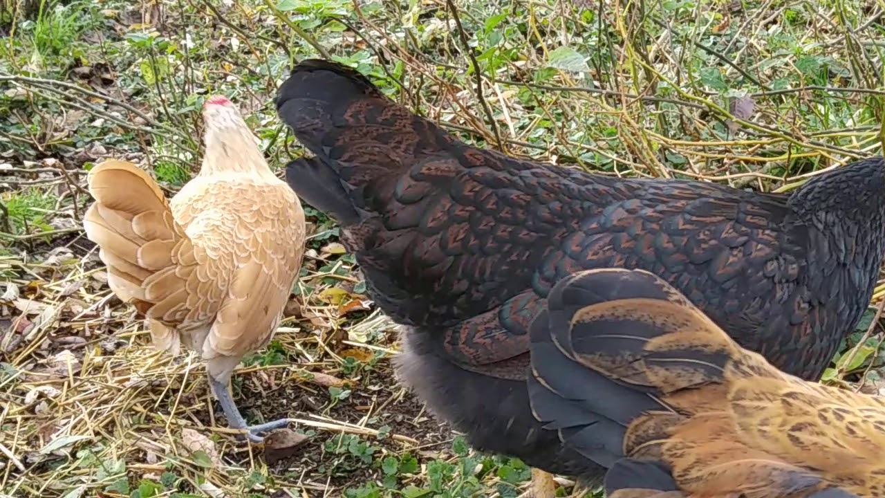 Black Australorp/Silver Laced Wyandotte Rooster - YouTube
