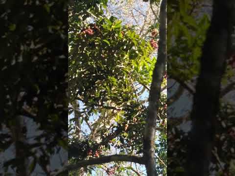 luwuk lince vs tante(2)