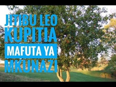 FAIDA ZA MAFUTA YA MKUNAZI KATIKA MWILI WAKO / TIBA USIYOIJUA - YouTube