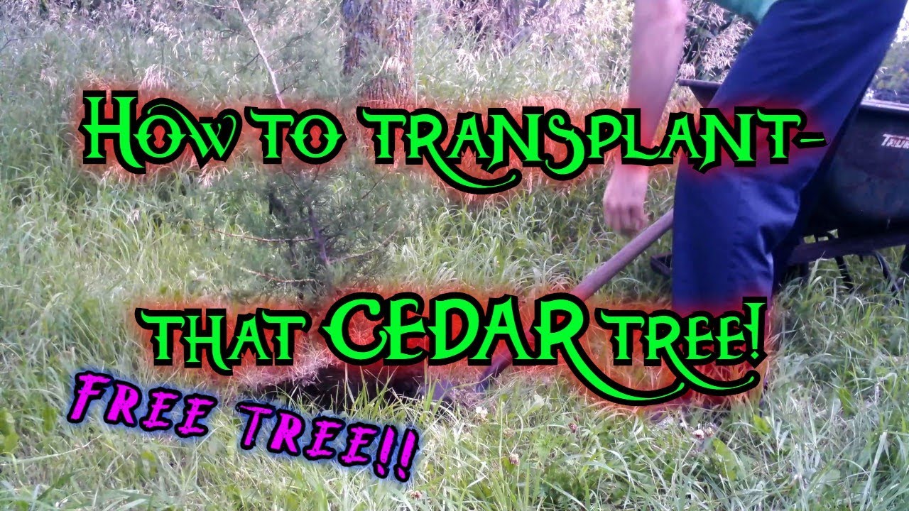 Cedar tree transplanting, another free tree! - YouTube