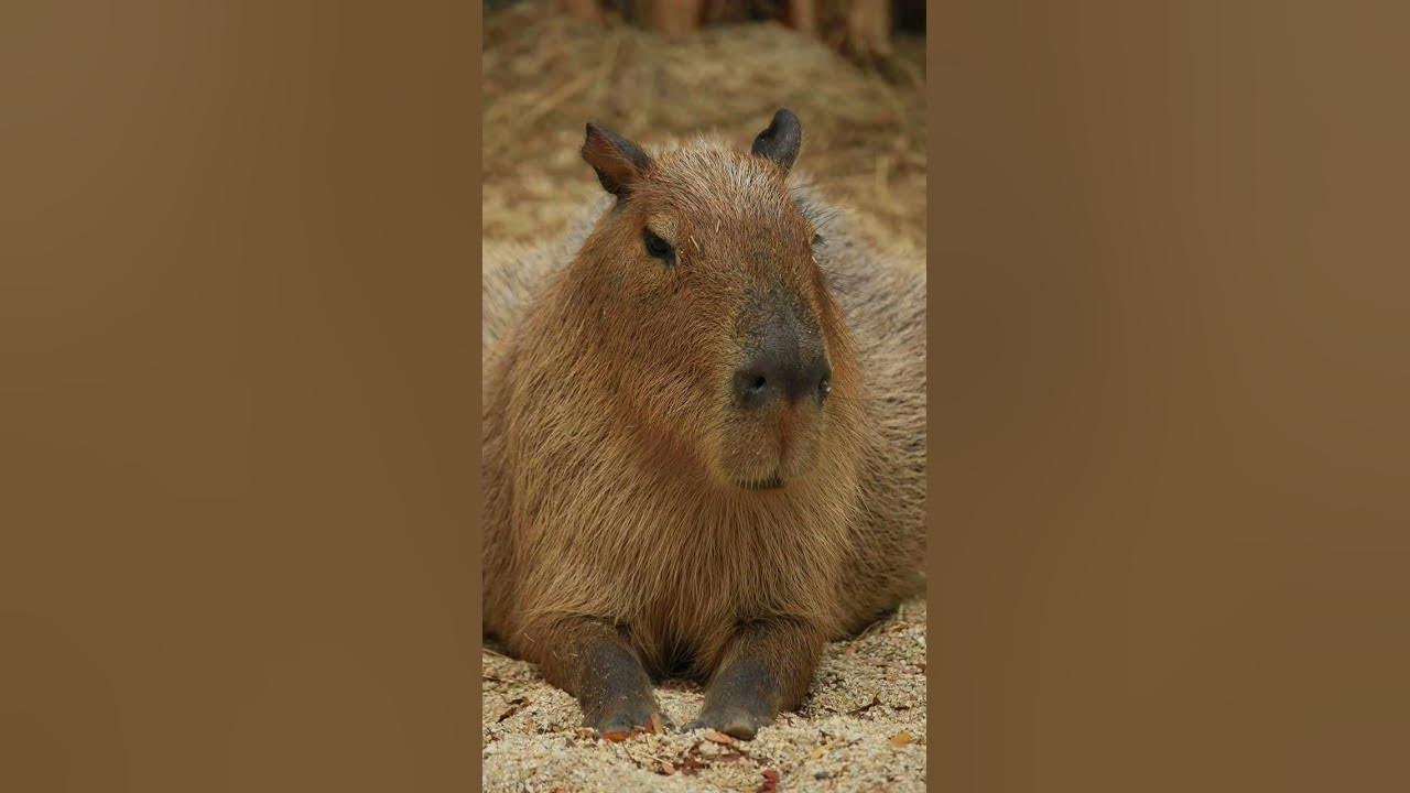 capybara - YouTube