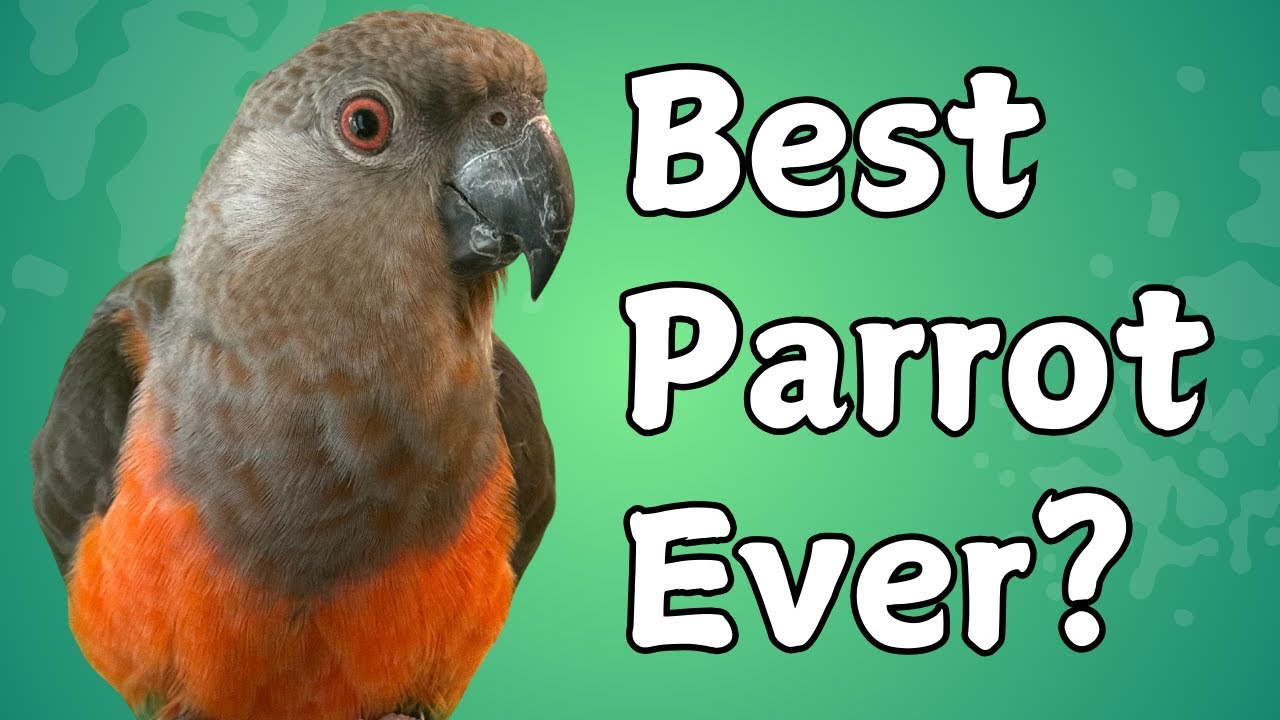 The Ultimate Hidden Gem: Rare Red Bellied Parrot - YouTube