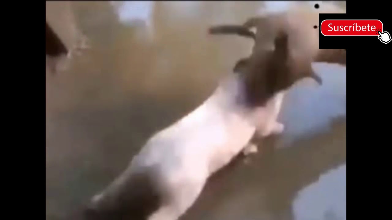 pelea de cerdos machos - YouTube