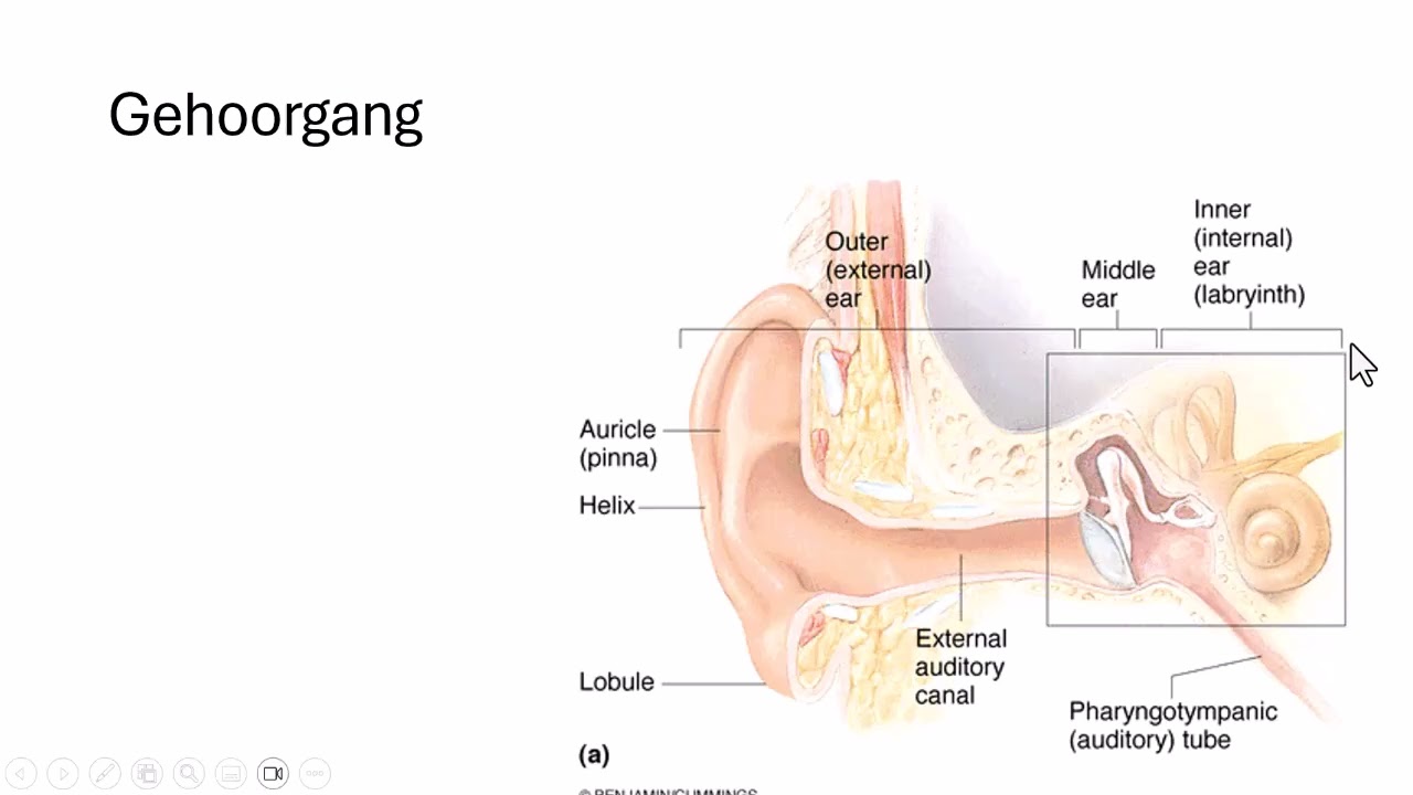Oor Anatomie Ongelabeld Oor Anatomie. Menselijk Geluid Orgaan