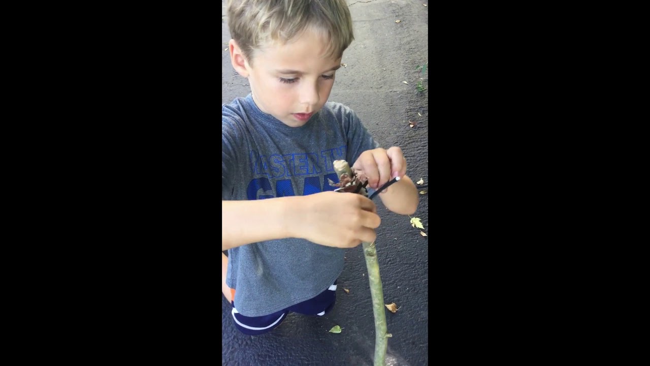 How to Make A Birch Torch - YouTube