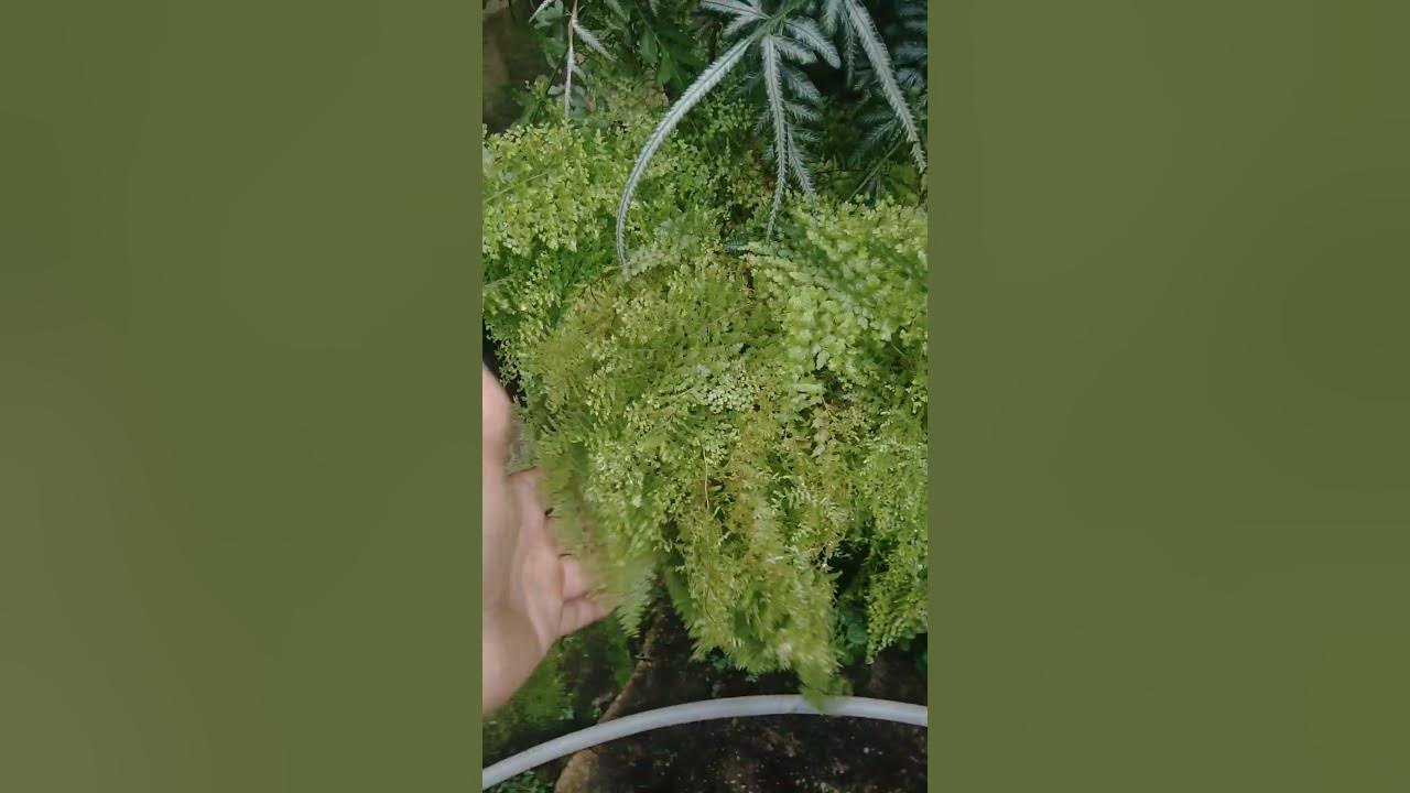 Plantas De Sombras - YouTube