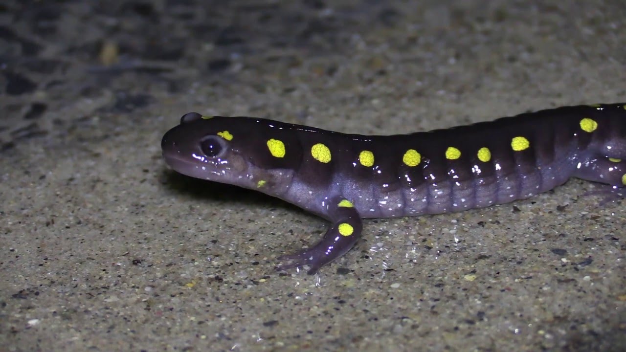 Spotted Salamander Headed to a Vernal Pool - YouTube