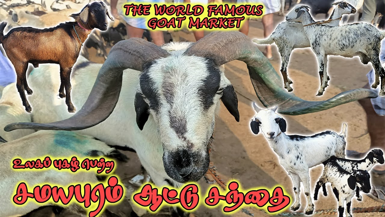 உலகப் புகழ் பெற்ற சமயபுரம் ஆட்டு சந்தை | Samayapuram Aattu Sandhai ...