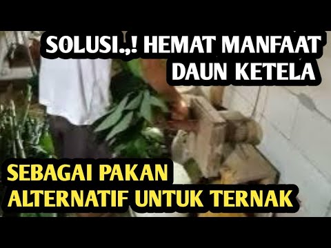 solusi hemat.! manfaat daun ketela sebagai pakan alternatif ternak ...