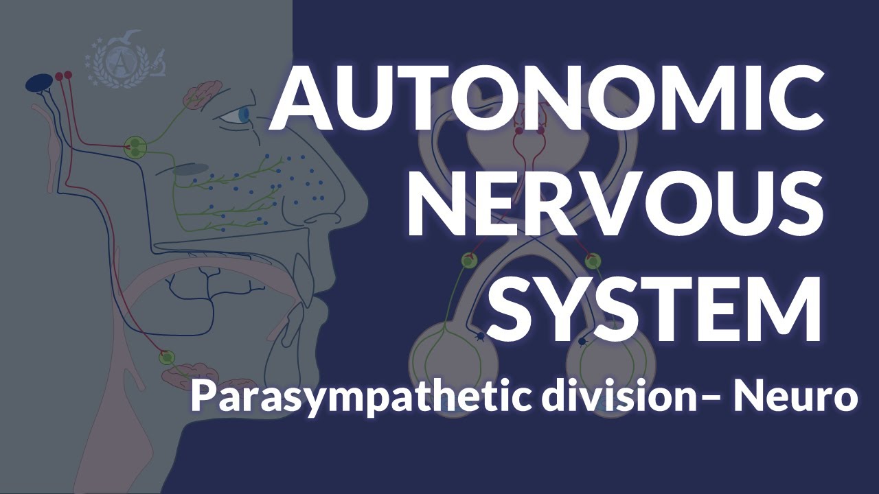 AUTONOMIC NERVOUS SYSTEM: Parasympathetic division - NEUROANATOMY - YouTube