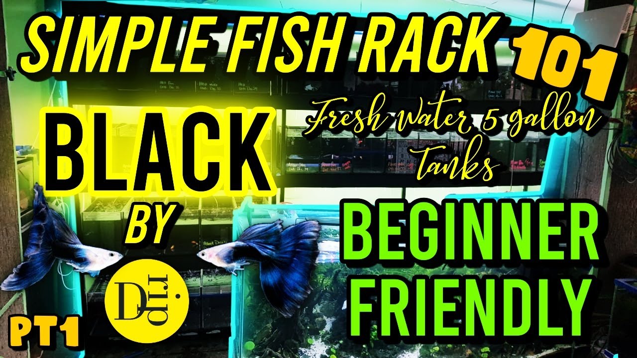 SIMPLE FRESH WATER FISH RACK TUTORIAL | BEGINNER FRIENDLY | GUPPY ...