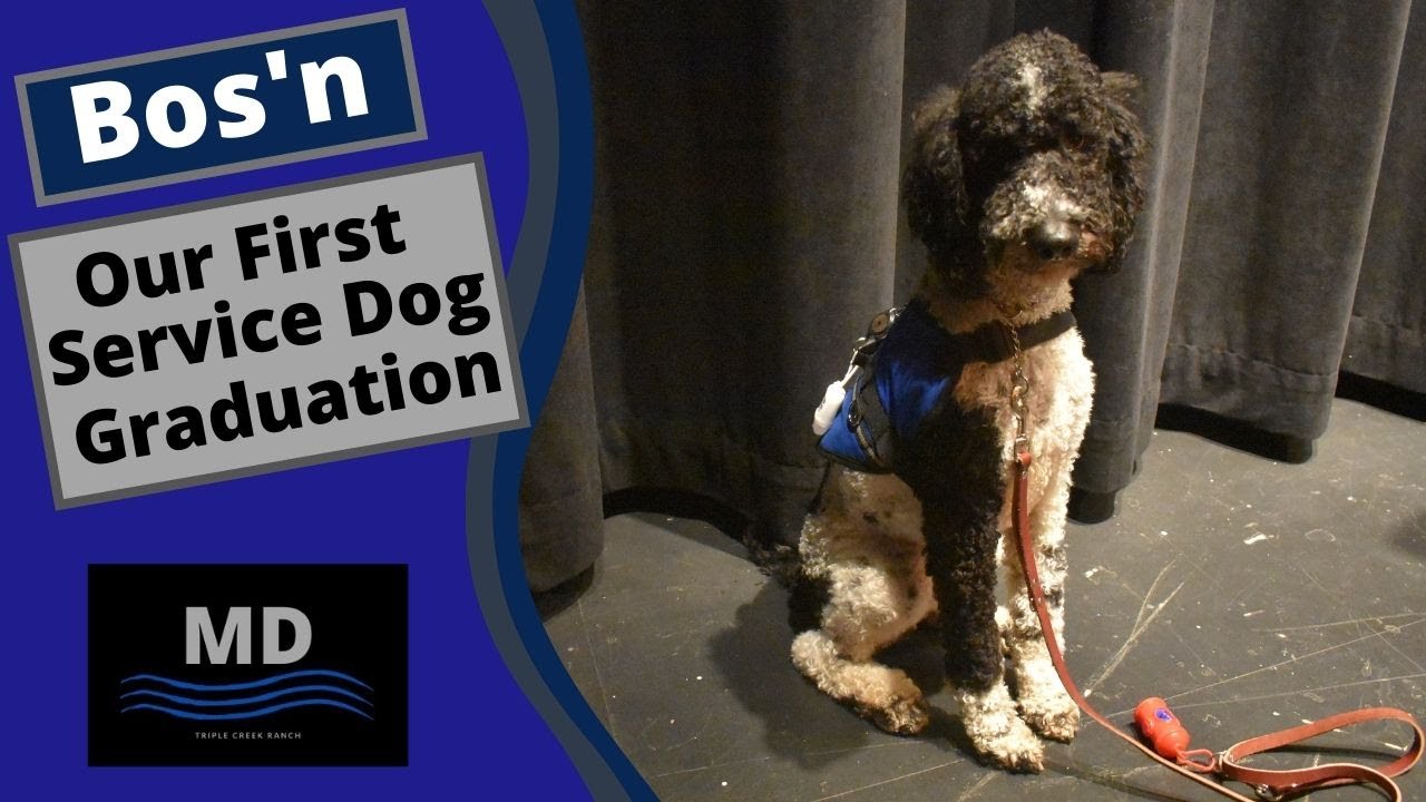 Service dog Bos'n - YouTube