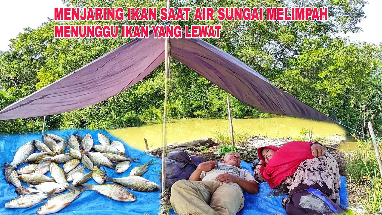 MENJARING IKAN SAAT AIR SUNGAI MELIMPAH MENUNGGU IKAN YANG LEWAT. - YouTube