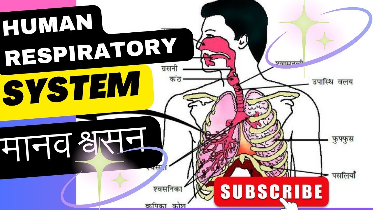 Class 10th Human Respiratory system Diagram Imp biology - YouTube