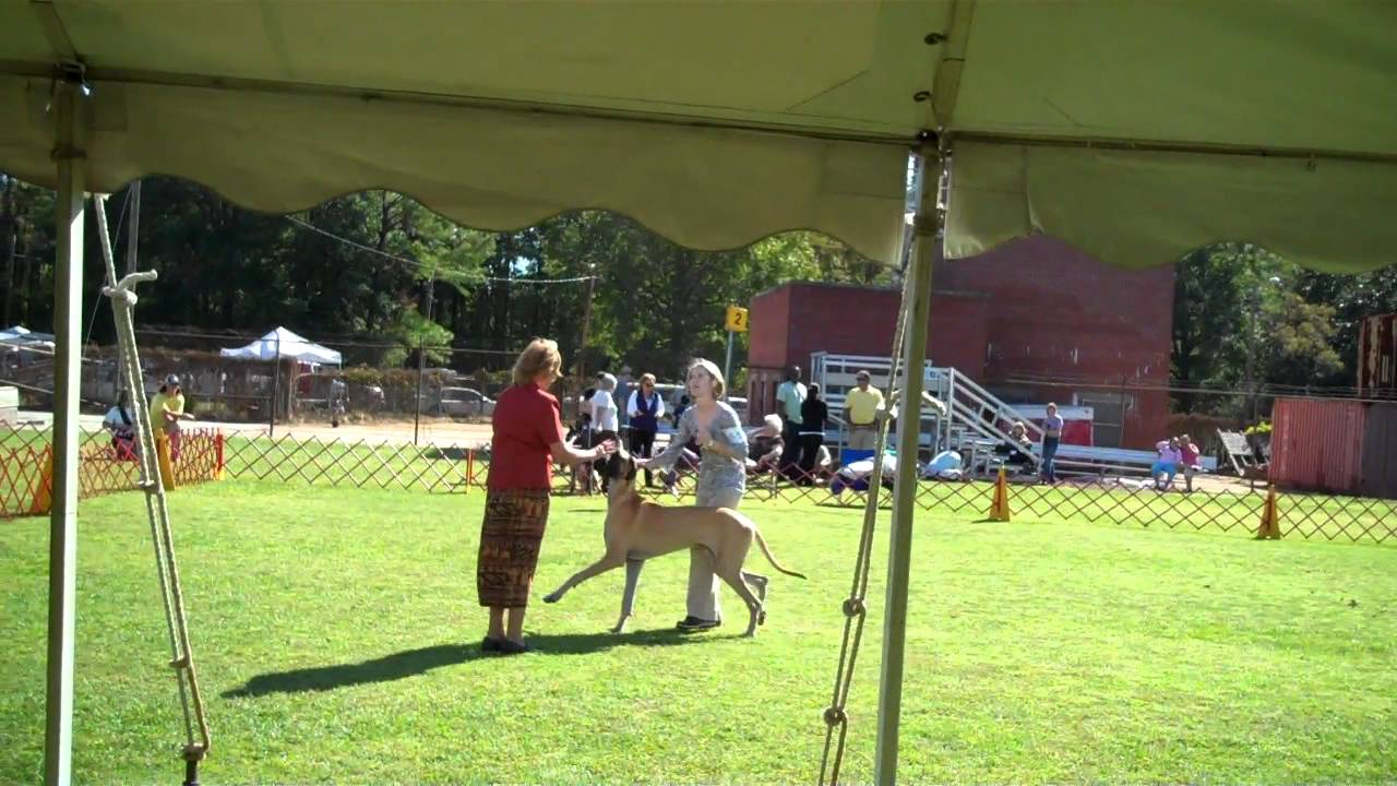 Hanover Kennel Club Dog Show - YouTube