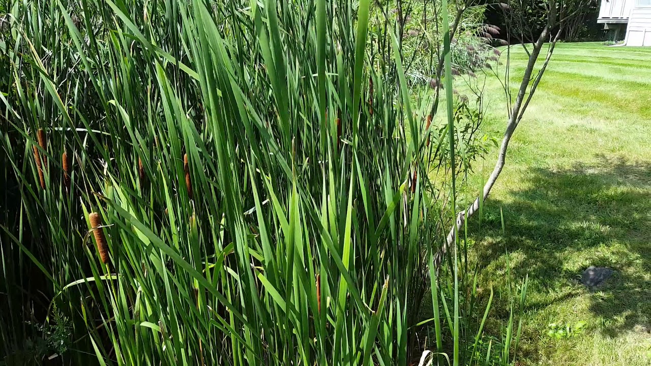 Controlling Invasive Aquatic Weeds Phragmites And Cattails YouTube controlling-invasive-aquatic-weeds-phragmites-and-cattails-youtube