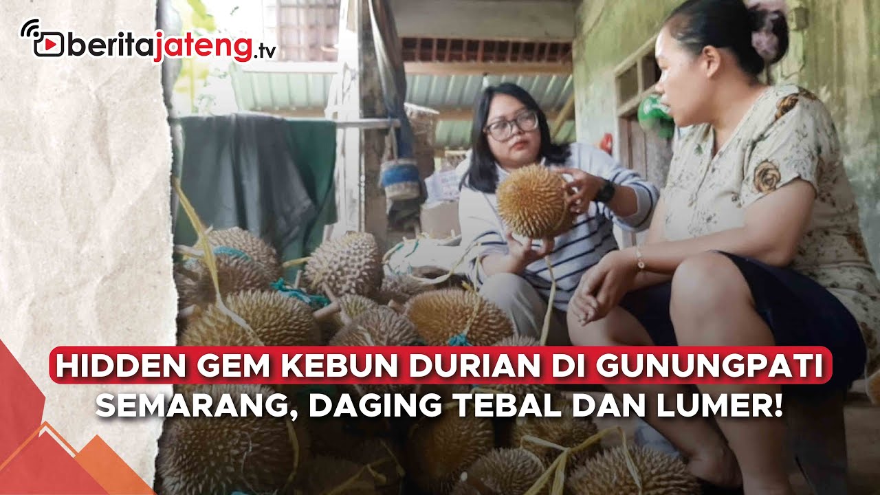 Hidden Gem Durian Gunungpati Semarang, Legit Lumer Langsung dari Kebun ...