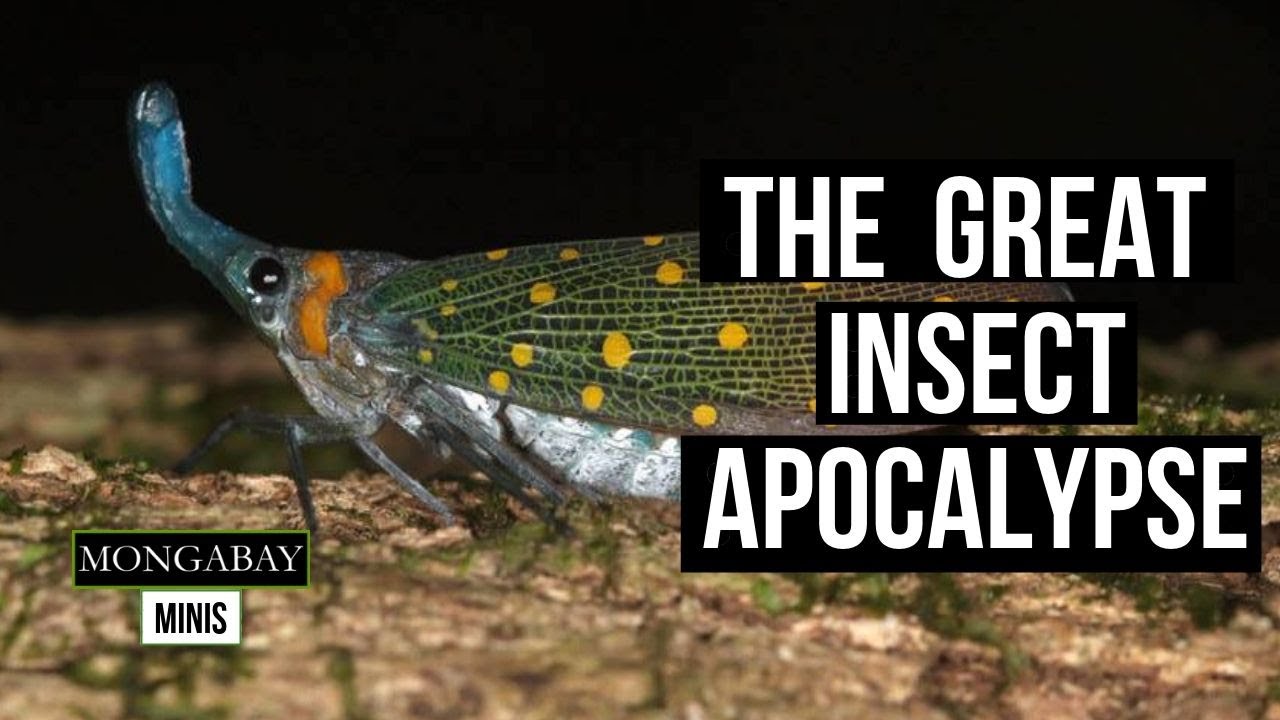 Where have the insects gone? | How to save insects and ourselves ...