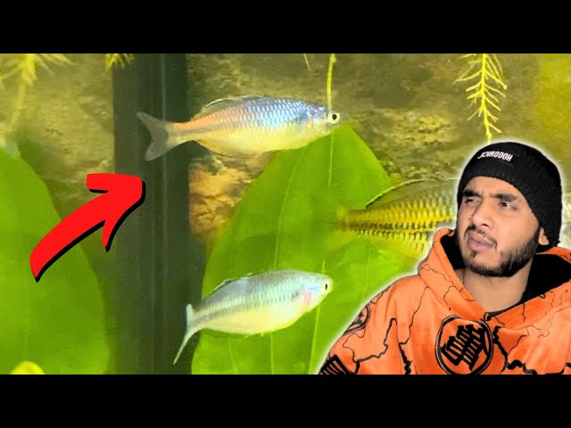 Boesemani Rainbow Fish Female