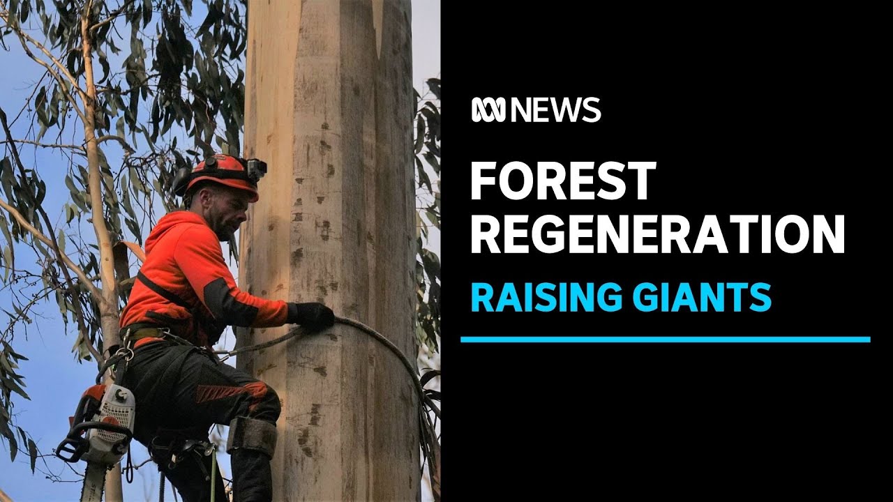 Victoria's ash forests at risk as tree climbers work to replenish seed ...
