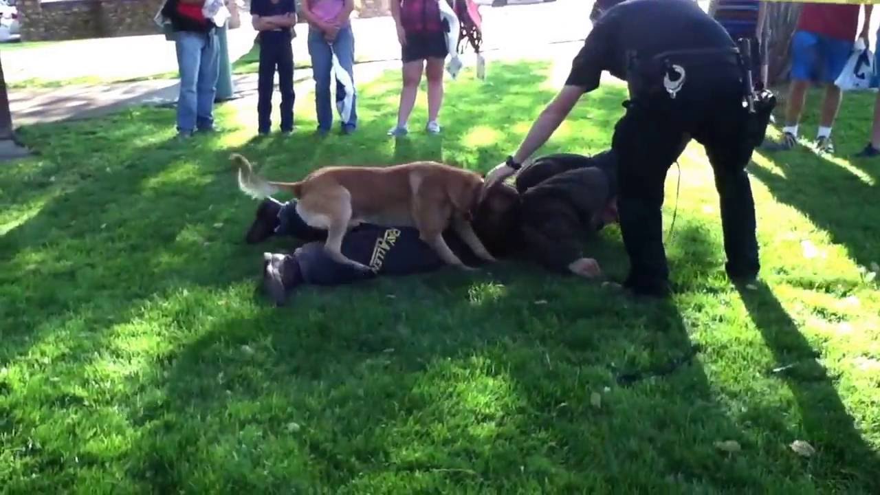 Police dog attacks man - YouTube