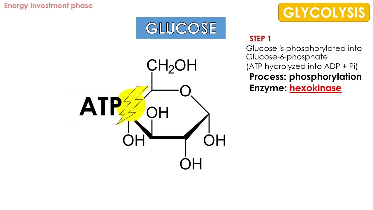 Glycolysis Process Animation - YouTube