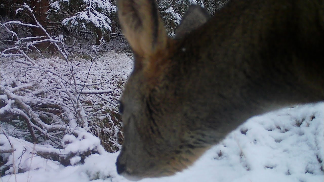 Het was weer een komen en gaan rondom de Wildcamera. Dassen, Ree ...