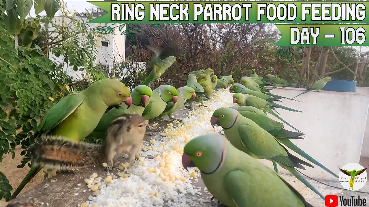 Indian Ring Neck Parrot Food Feeding Day 106 / #பச்சைக்கிளி / #pararot ...