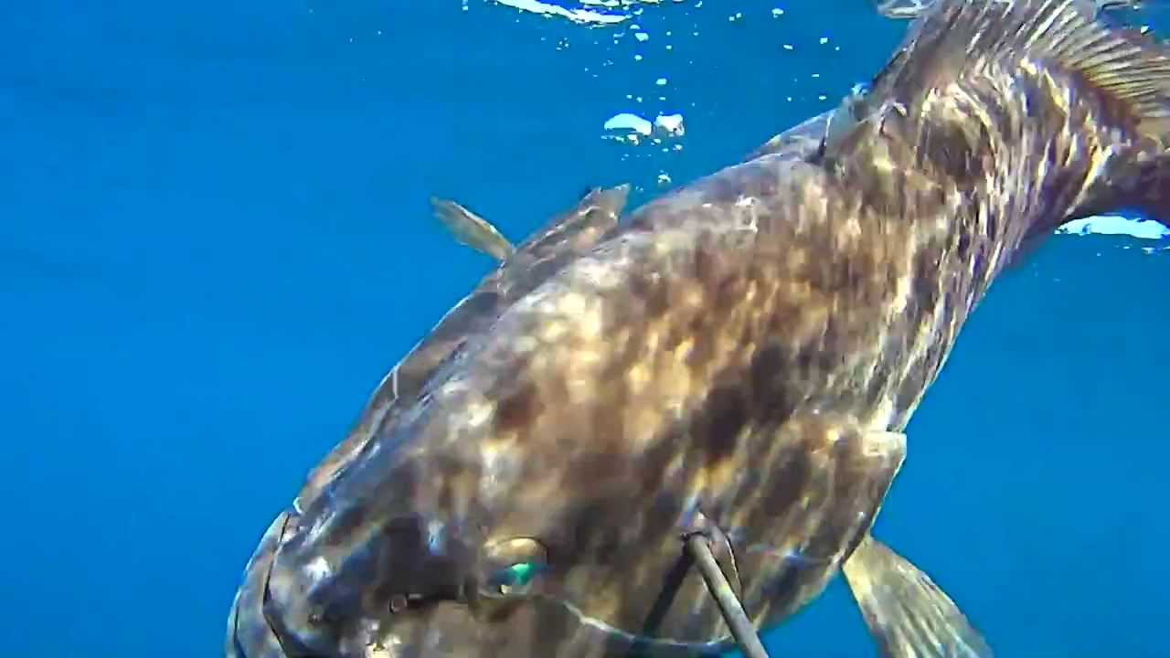 Spear Fishing Sfyrida 10.8 Kgr. - YouTube