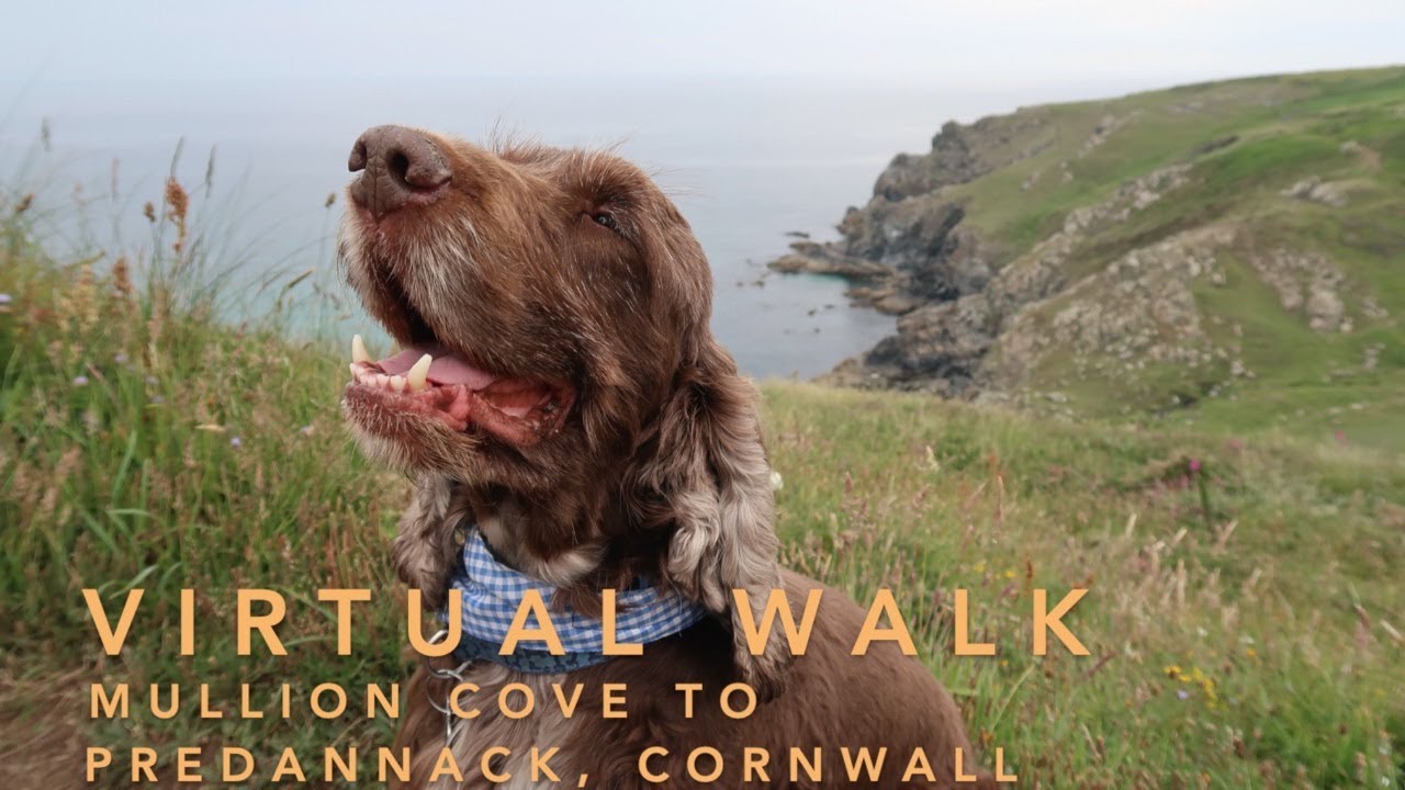 Pilchards and Shipwrecks! Virtual, step-by-step dog walk Mullion Cove ...