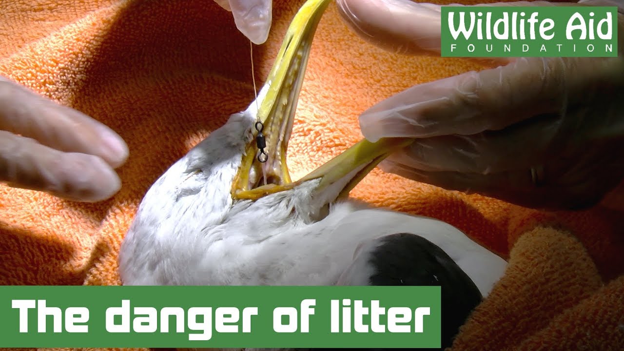 Entangled Gull with HOOK stuck in throat! - Animal Rescue - YouTube