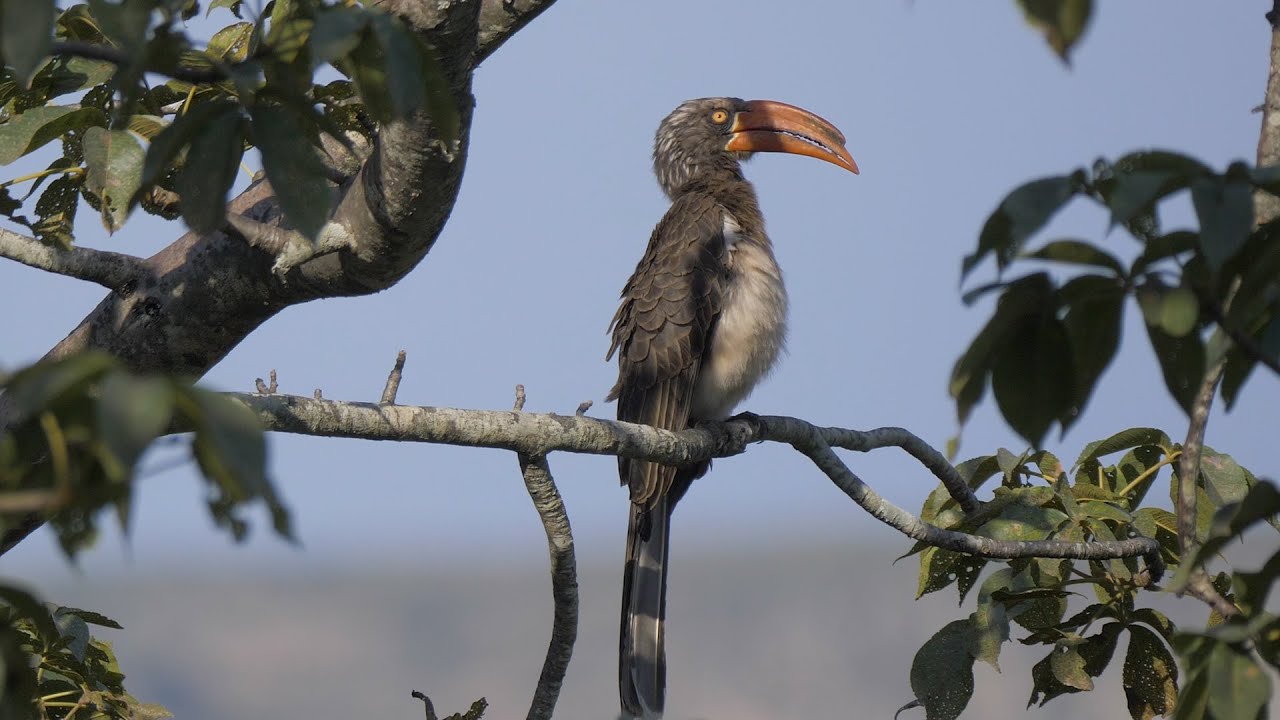 Birds of the Baobab dry forest in Angola - YouTube