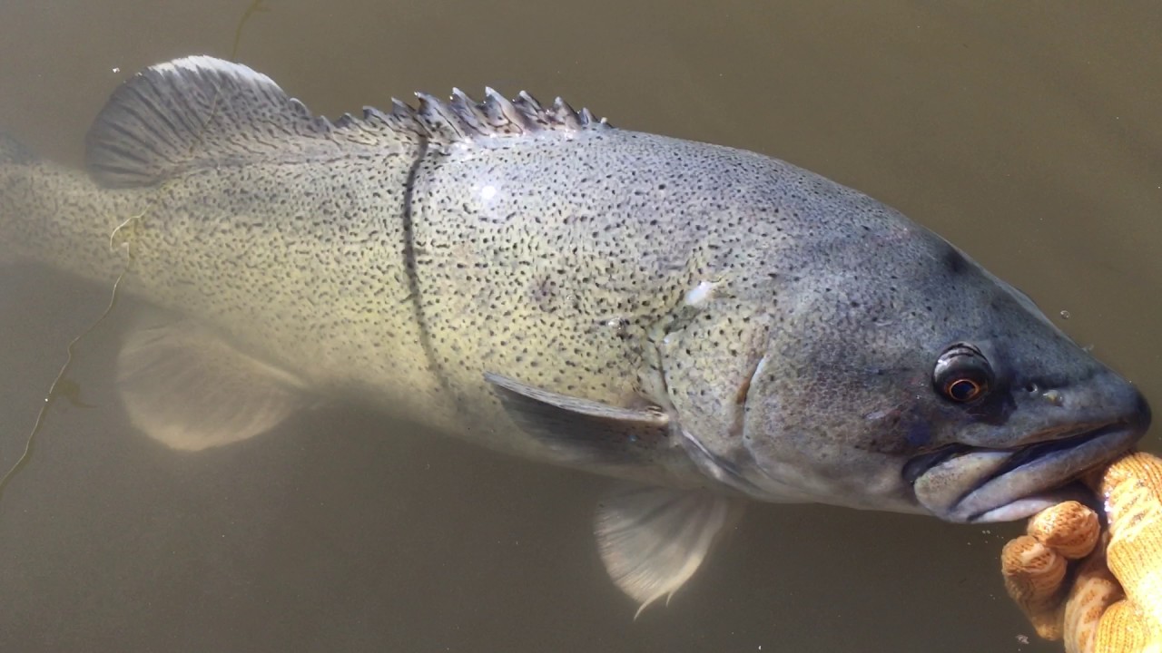 Trout Cod being released - YouTube