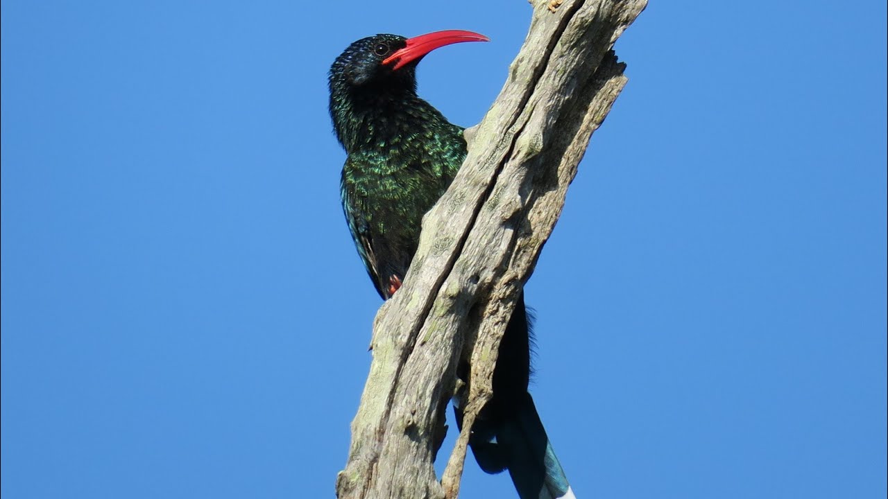 Green Wood Hoopoe call / sound - YouTube