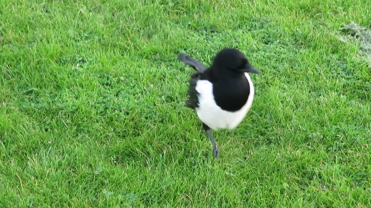 Injured Magpie No.1 - YouTube
