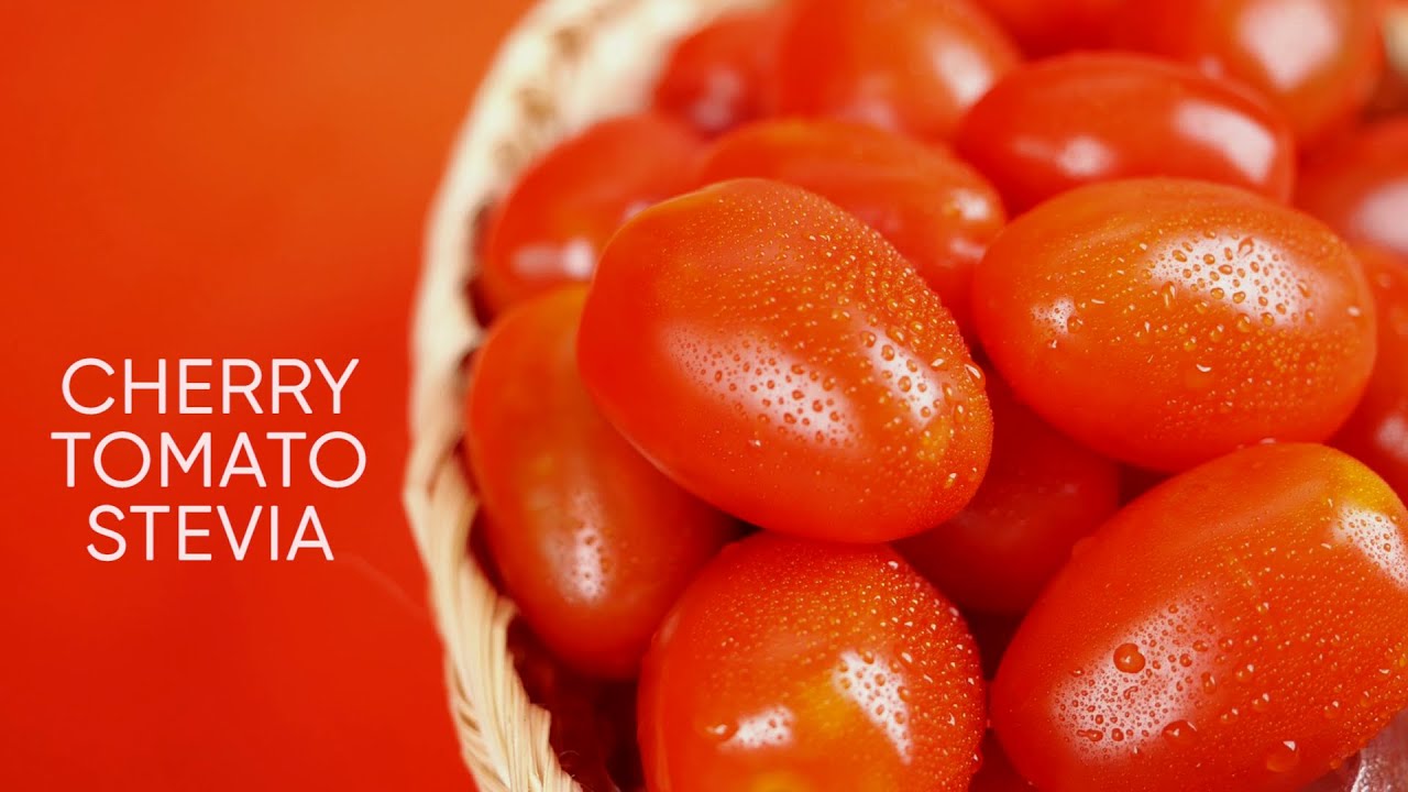 Tomato Stevia by ASTY FARM - YouTube
