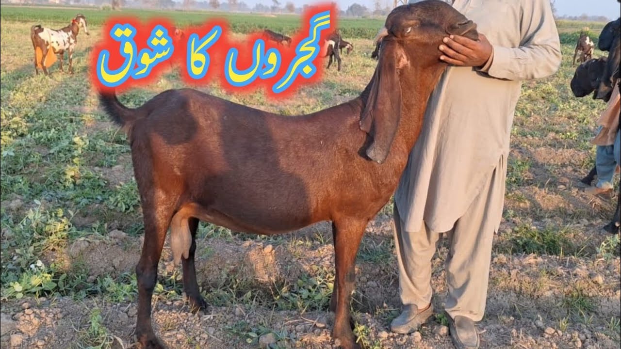 MOST BIGG SIZE AMRITSERI NGRA GOATS | BEETAL GOAT FARM PAKISTAN | ABID ...