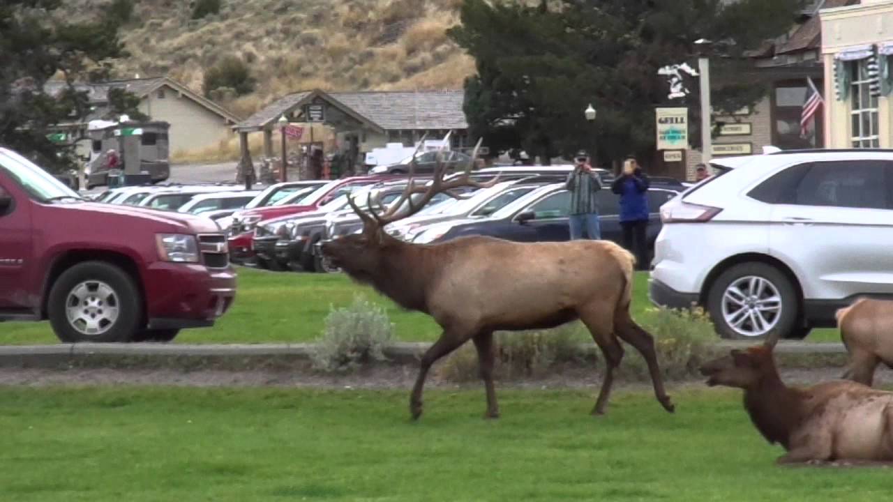 Bull Elk Rams Car at Mammoth Hot Springs 9/18/15 - YouTube