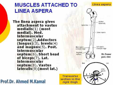 6 Attachments of linea aspera of femur bone - YouTube