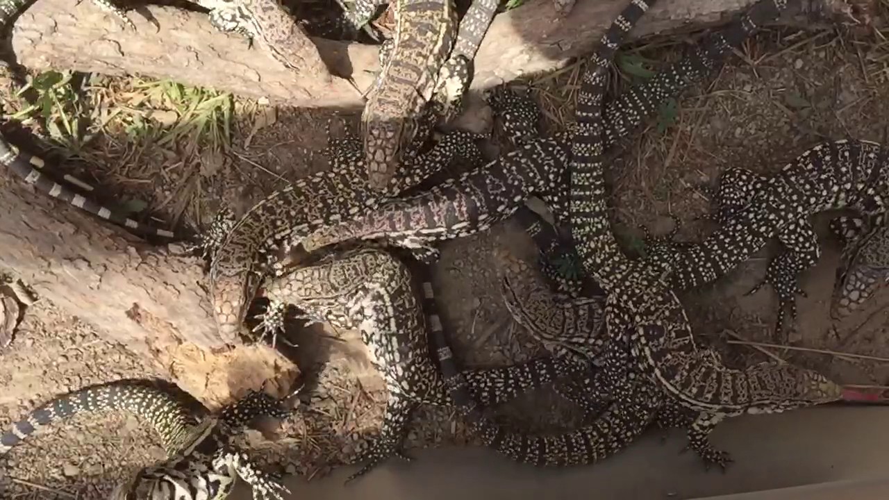 Amazing Leaping Lizards ! - YouTube