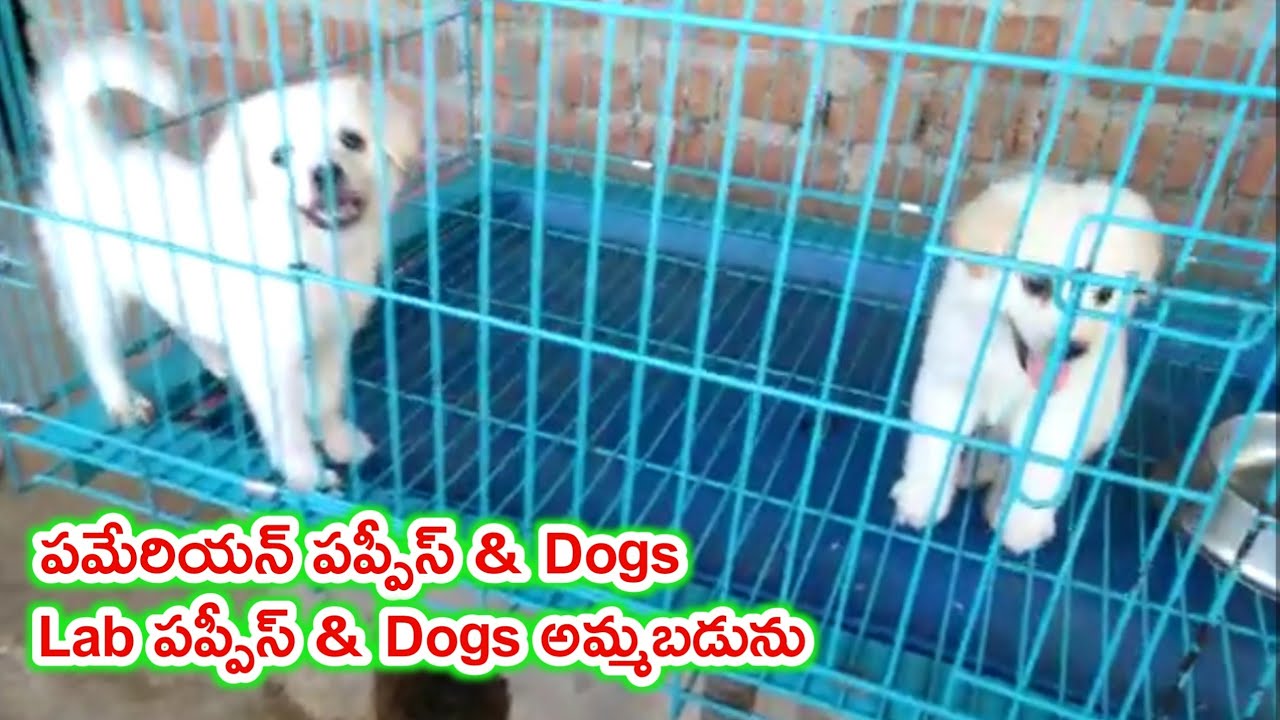 top quality Pomeranian and Lab Puppies, dogs for sale in telugu ...
