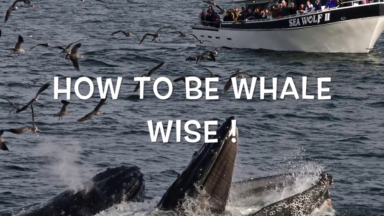 HOW TO BE WHALE WISE - YouTube