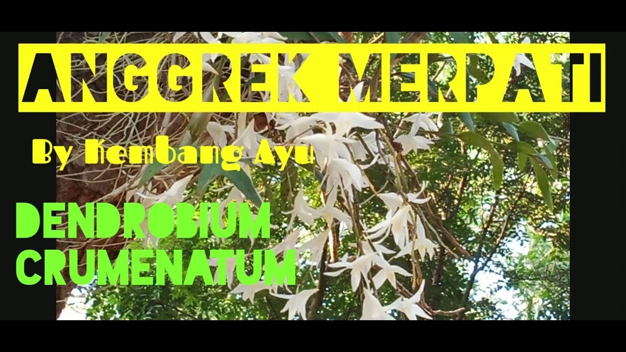 ANGGREK MERPATI (DENDROBIUM CRUMENATUM) - YouTube