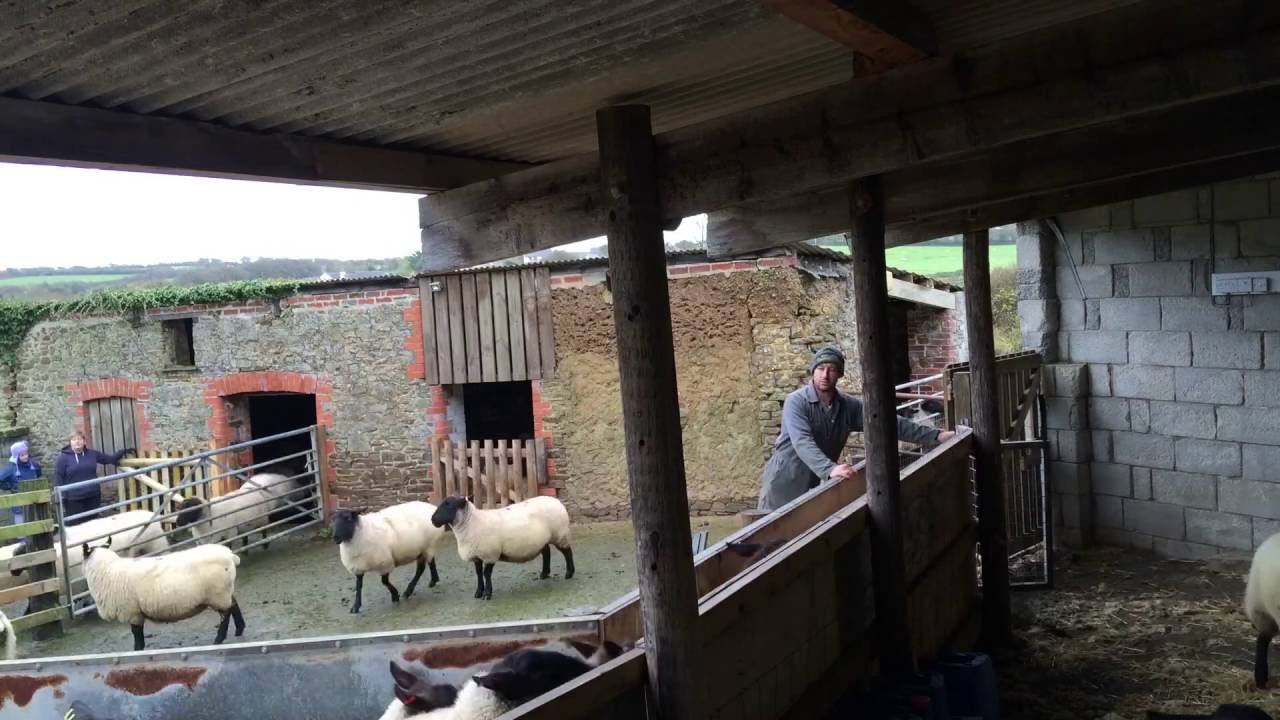 Time Lapses Video Of Us Sorting Sheep Youtube 6276