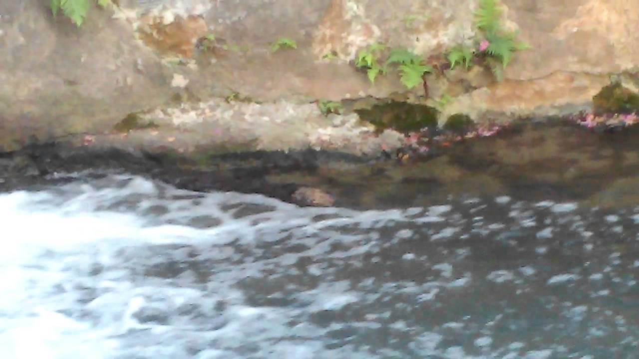 Baby Duck Drowns - YouTube